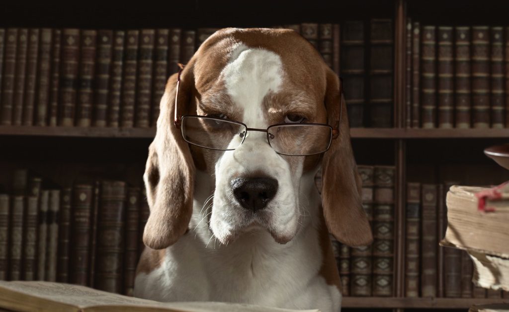 Canine due process, feline endangerment, and civil contempt ...