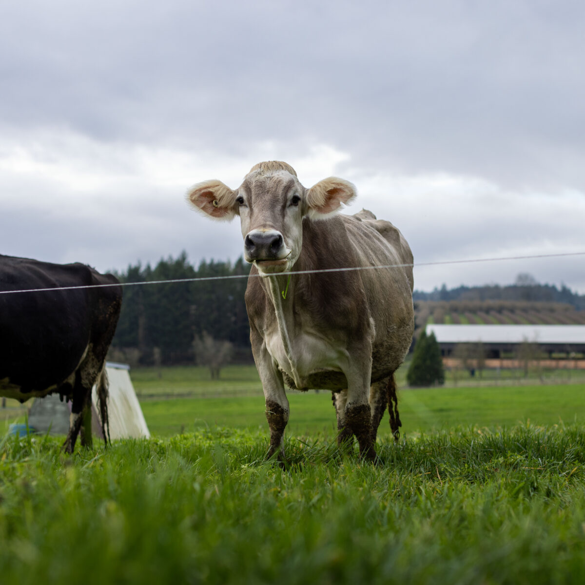 Oregon Small Dairies - Institute for Justice